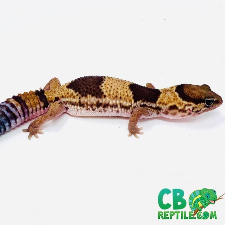 Williamsi Electric Blue Day Geckos for sale Williams blue cave gecko ...