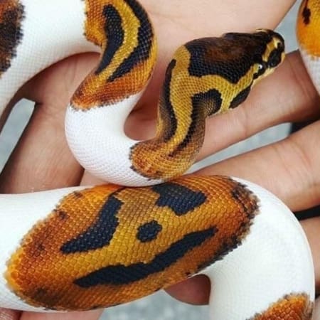 Blue eyed leucistic ball python for sale online babyblue eye leucistic ...