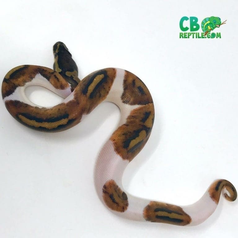 Pied ball python for sale online baby piebald ball pythons near me