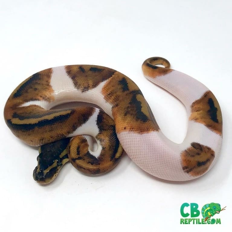 Pied ball python for sale online baby piebald ball pythons near me