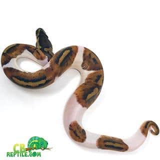 Pied Ball Python Morphs | Piebald Python morph for sale | breeders
