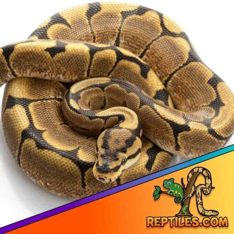 Banana Pastel Ball Python for sale online baby banana ball pythons