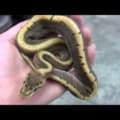 Best Ball python breeders near me | baby ball pythons for sale