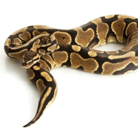 Yellow belly ball python for sale online | buy baby yellow belly ball ...