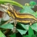 Striped gargoyle geckos for sale online where to buy stripe gargoyle ...