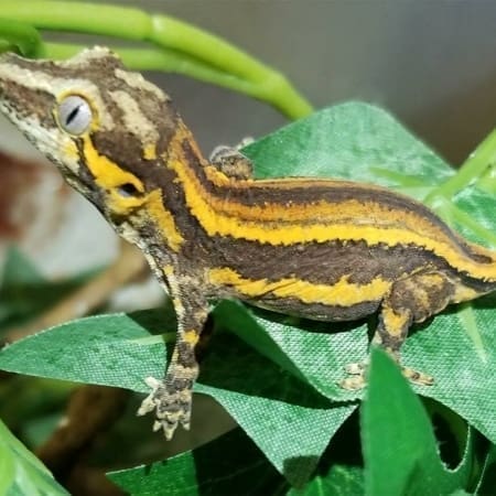 Yellow striped gargoyle gecko for sale online baby yellow stripe