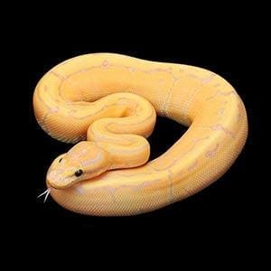 Best Ball python breeders near me | baby ball pythons for sale