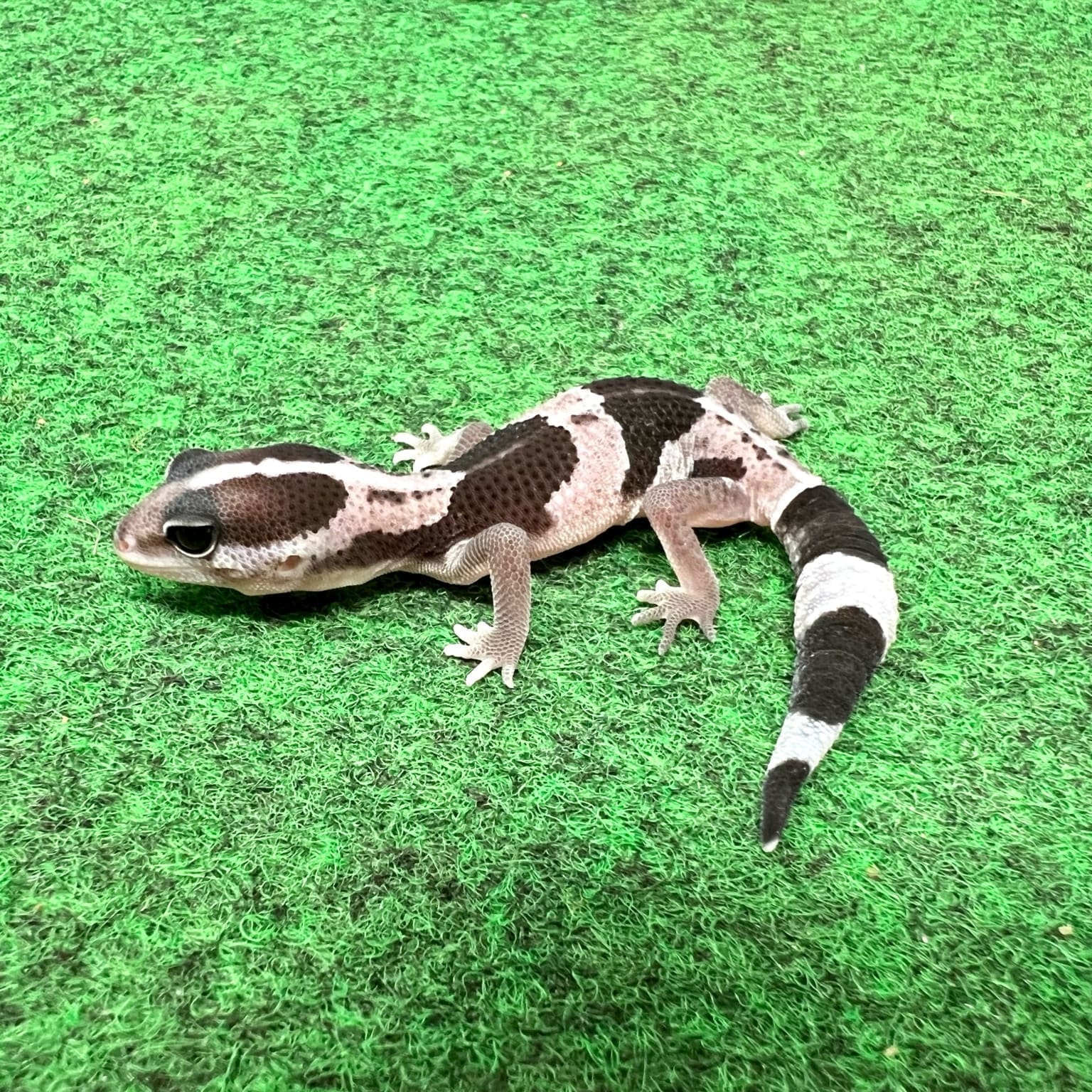 Oreo African Fat Tail Gecko for sale Oreo African fat tailed gecko for ...