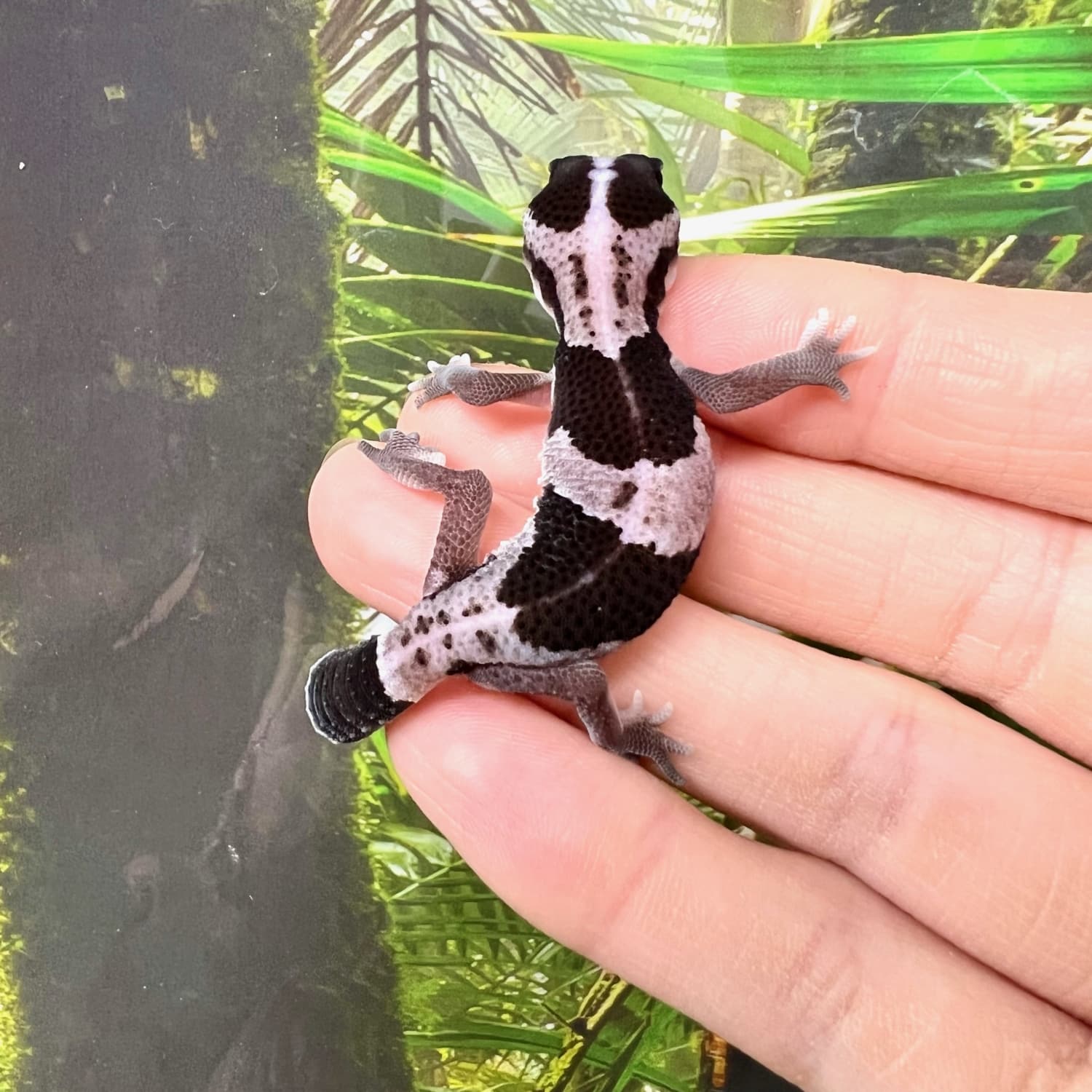 Oreo African Fat Tail Gecko for sale Oreo African fat tailed gecko for ...