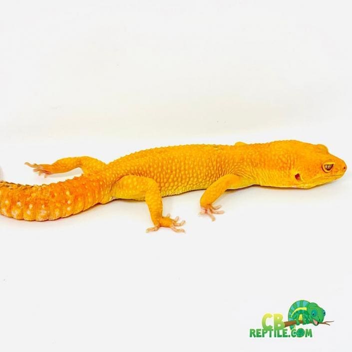 leopard gecko care sheet | learn leopard gecko care information