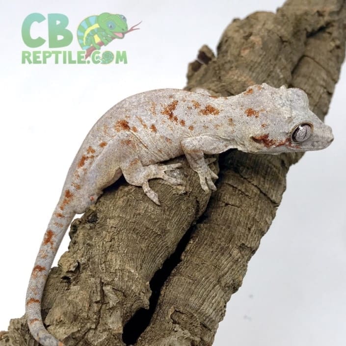 Chinese cave gecko for sale online | baby chinese cave geckos for sale ...