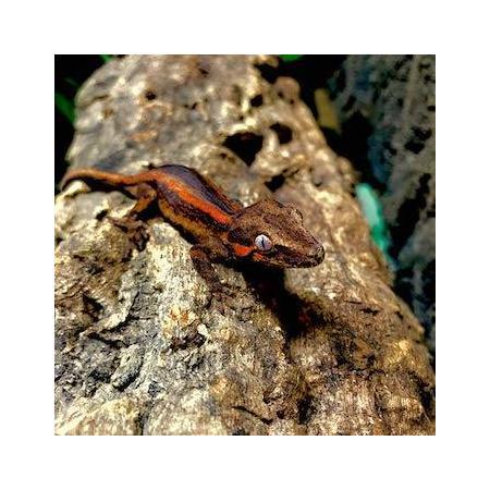 Gargoyle Gecko morphs | Gargoyle Gecko Color Morphs for sale Breeders