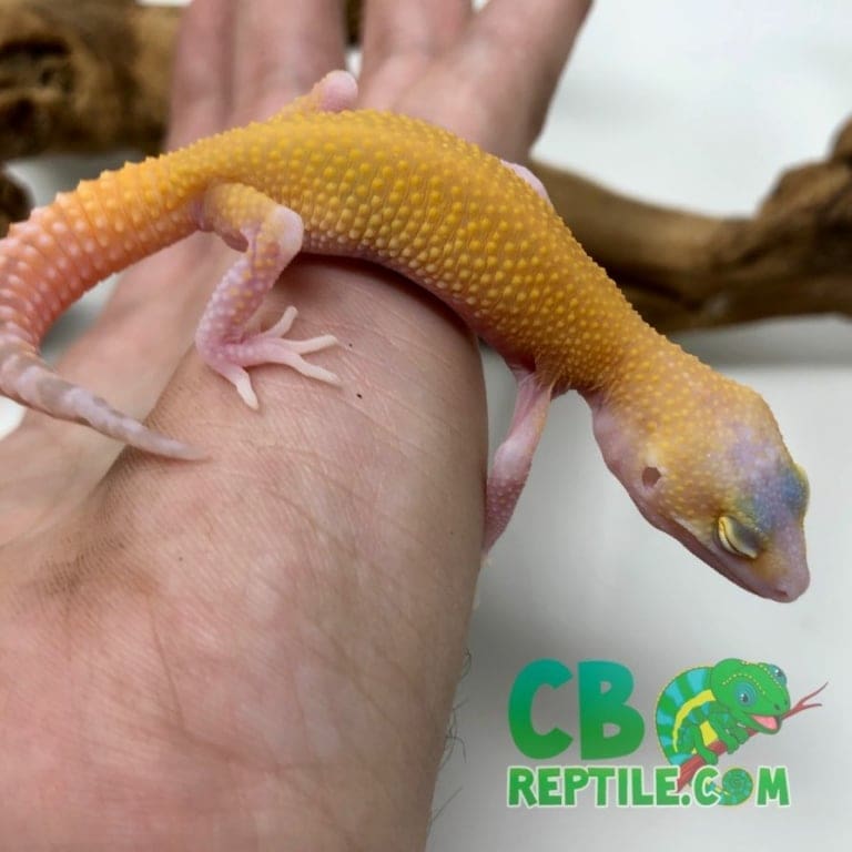 Raptor Leopard gecko for sale online baby Raptor leopard geckos