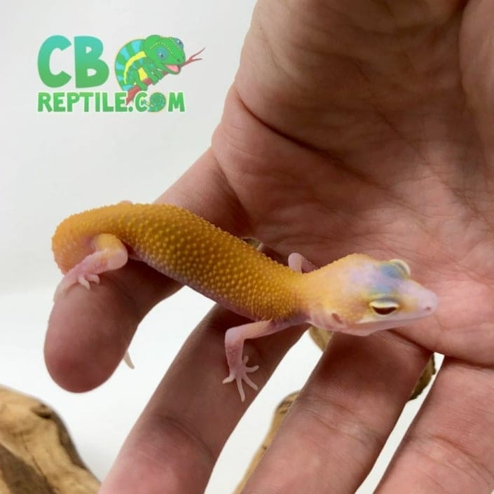 Raptor Leopard gecko for sale online baby Raptor leopard geckos