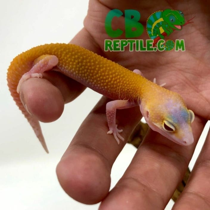 Raptor Leopard gecko for sale online baby Raptor leopard geckos