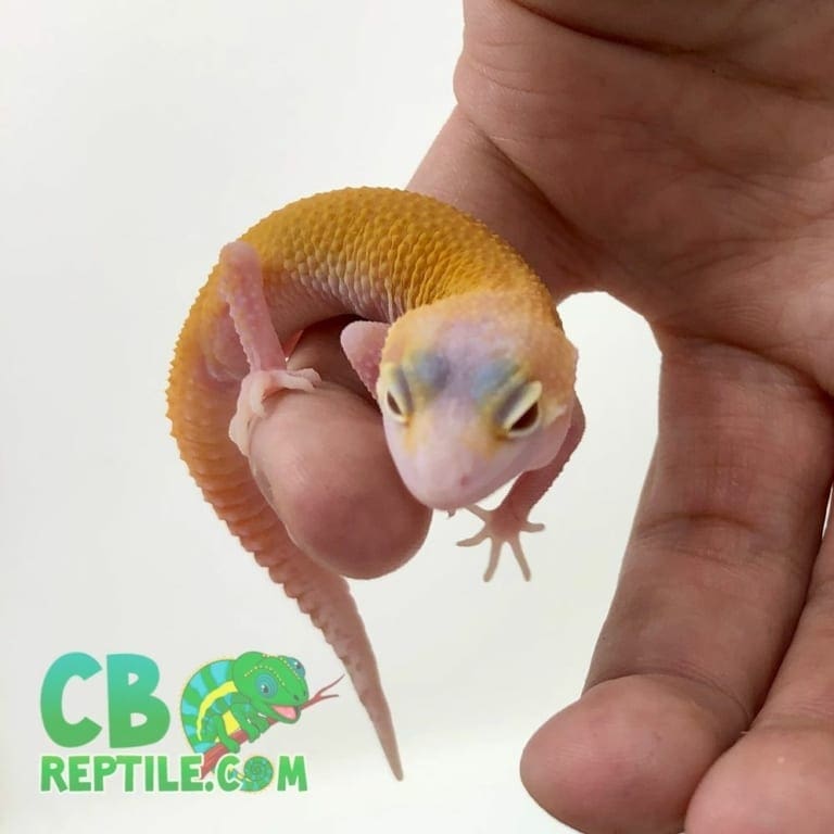 Raptor Leopard gecko for sale online baby Raptor leopard geckos