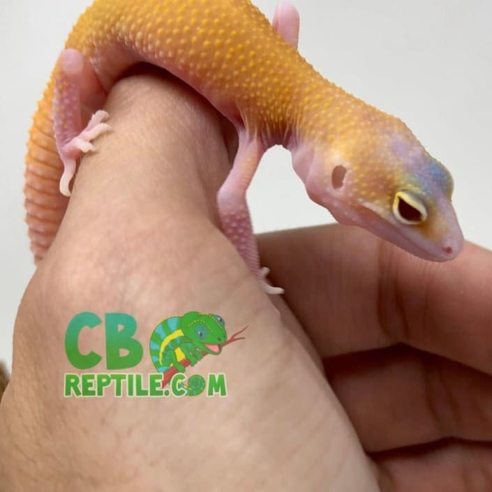 Raptor Leopard gecko for sale online baby Raptor leopard geckos