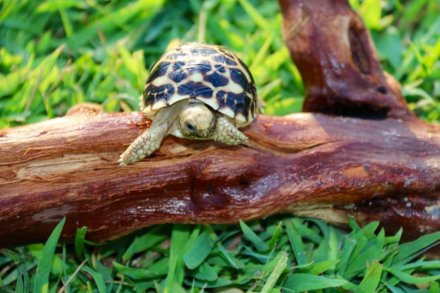 Star tortoises for sale | Indian Star tortoises | Burmese | Sri Lankan