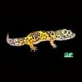 Jungle Designer Leopard gecko for sale designer leopard geckos