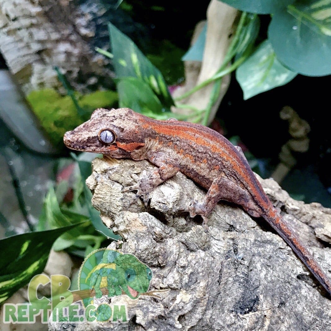 Zilla Desert Basic Starter Kit Leopard Habitat for sale Leopard Gecko ...
