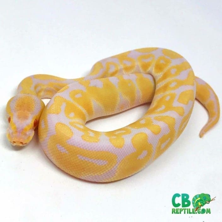 Albino ball python for sale online | baby albino ball pythons for sale