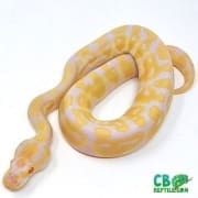 Albino ball python for sale online | baby albino ball pythons for sale ...