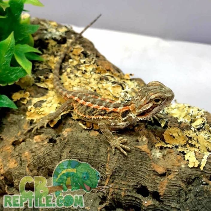 Understanding Bearded Dragon Behavior & Body Language | CB Reptile