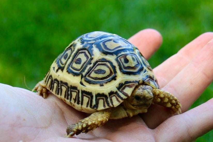 Leopard tortoises for sale | baby leopard tortoise hatchlings for sale ...