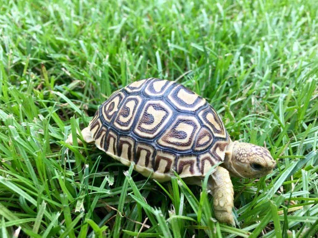 Leopard tortoises for sale | baby leopard tortoise hatchlings for sale ...