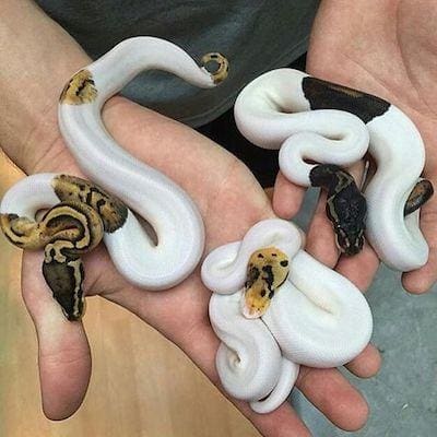 Pied ball python for sale online baby piebald ball pythons near me