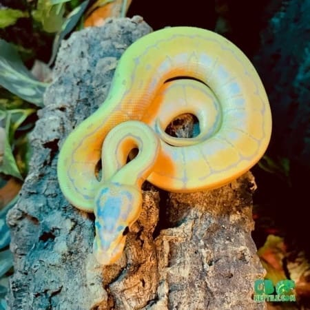 banana pinstripe ball python for sale banana pinstripe ball python morph