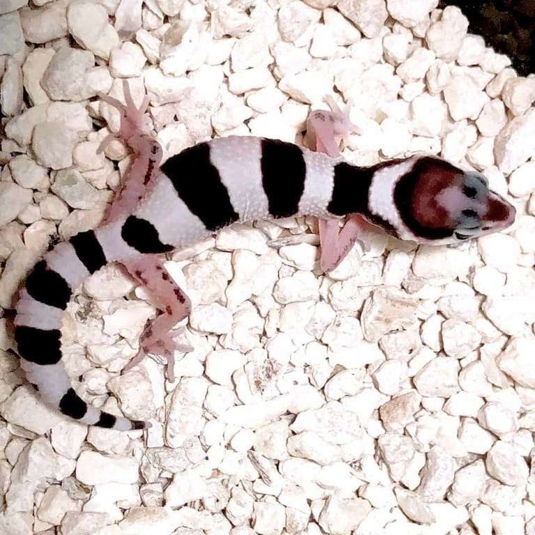 leopard geckos for sale online | baby leopard gecko for sale near me