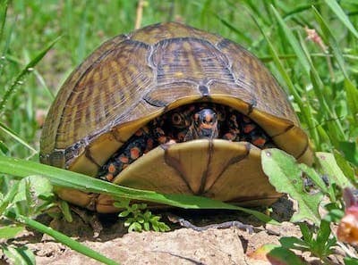 Box turtle for sale | baby box turtles for sale eastern box turtle for ...