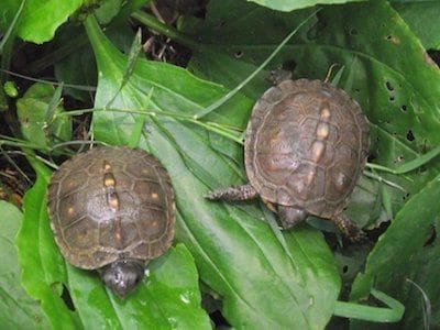 Box turtle for sale | baby box turtles for sale eastern box turtle for ...