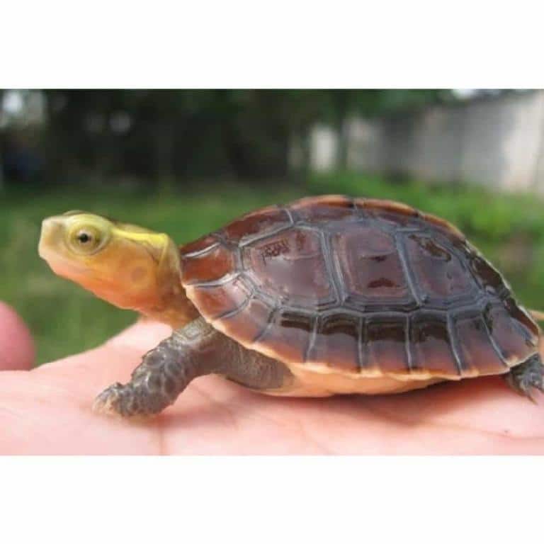 Box turtle for sale | baby box turtles for sale eastern box turtle for ...