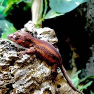 Zilla Desert Basic Starter Kit Leopard Habitat for sale Leopard Gecko ...