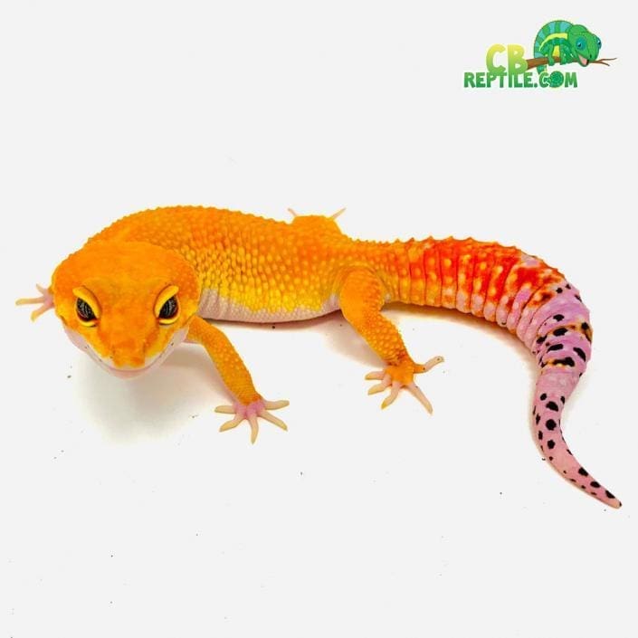 Mandarin eopard gecko for sale Mandarin Tangerine leopard gecko