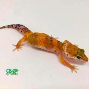Super Giant leopard geckos for sale | giant leopard gecko breeder near me