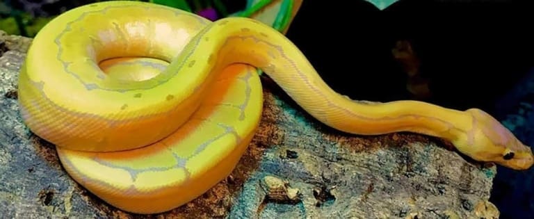 baby ball pythons for sale | pet ball python for sale near me | albino ...