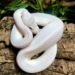 blue eyed leucistic ball python for sale | blue eye lucy ball for sale