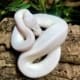 blue eyed leucistic ball python for sale | blue eye lucy ball for sale