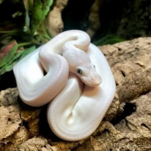 Best Ball python breeders near me | baby ball pythons for sale