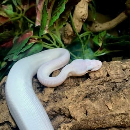 blue eyed leucistic ball python for sale - CB Reptile | Geckos for sale ...