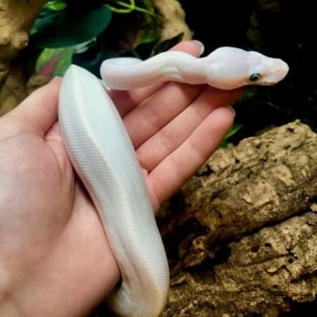 blue eyed leucistic ball python for sale | blue eye lucy ball for sale