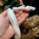 blue eyed leucistic ball python for sale | blue eye lucy ball for sale