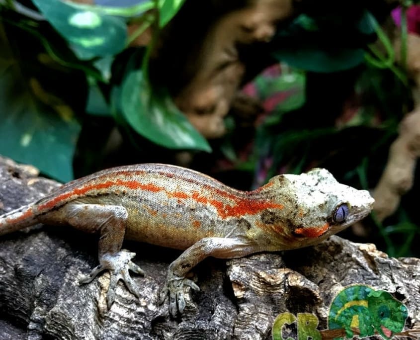 Gargoyle gecko breeders | Best Gargoyle Geckos for sale online breeder