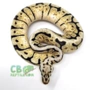 Candy ball python for sale | from best ball python breeders online