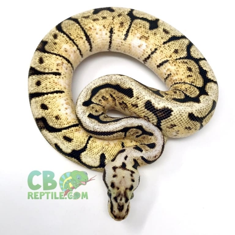 Banana Pastel Ball Python for sale online baby banana ball pythons for ...