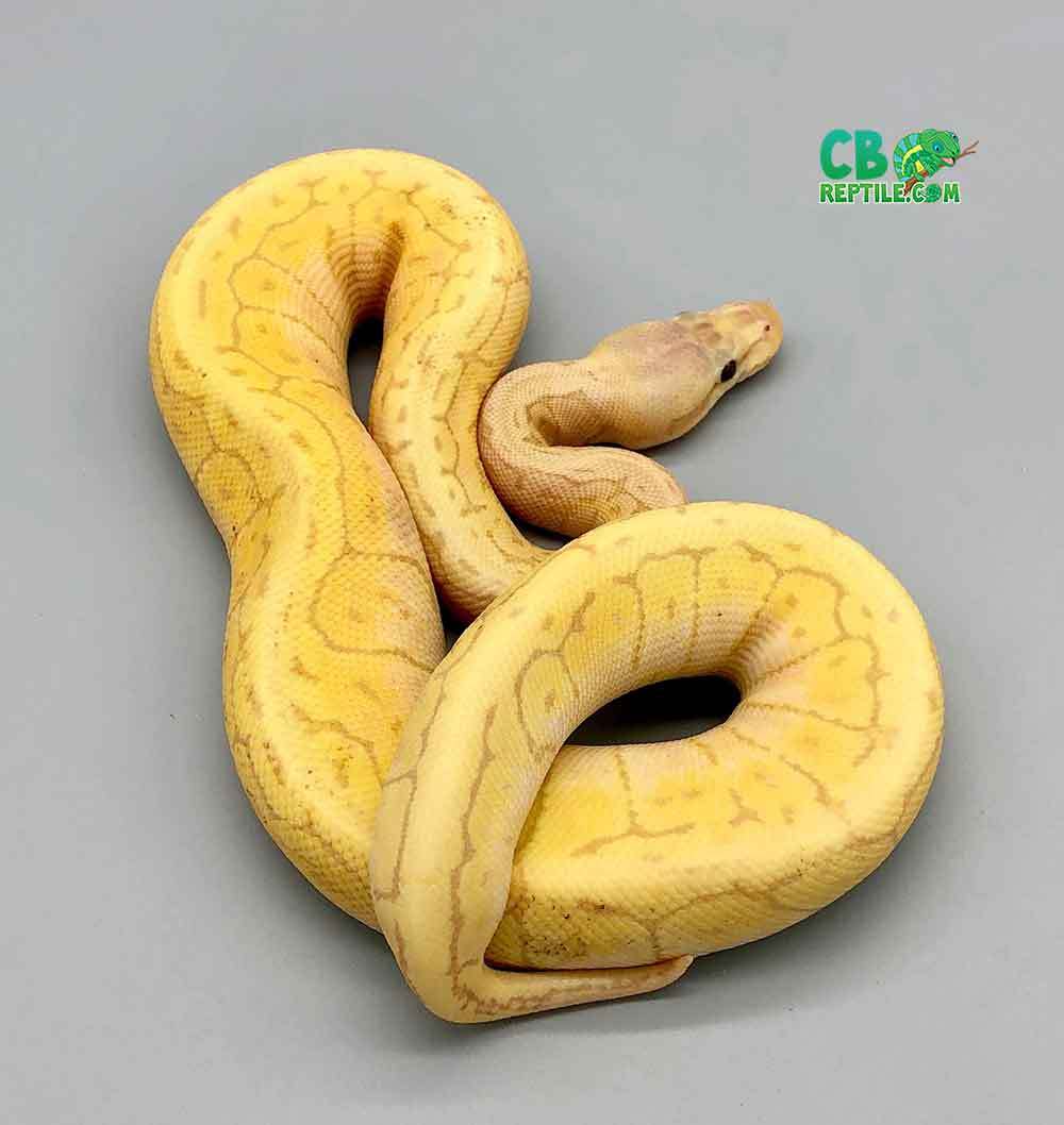 banana lemon blast ball pythons for sale | banana lemonblast python