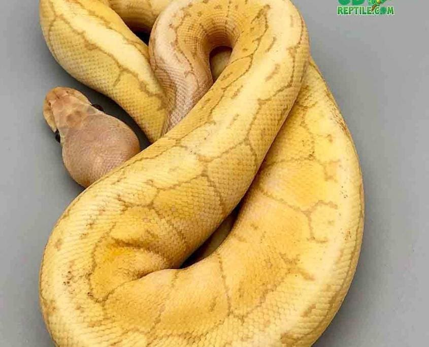 banana lemonblast ball python for sale | banana lemon blast ball python